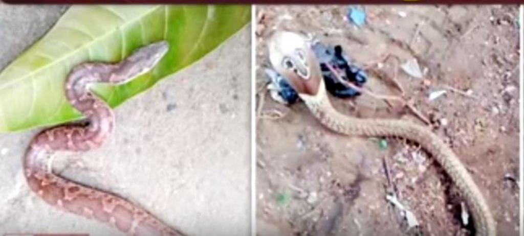 குளிர்ச்சியான இடம்தேடி வெளியேறும் பாம்புகள்! – Kuttram Kuttrame