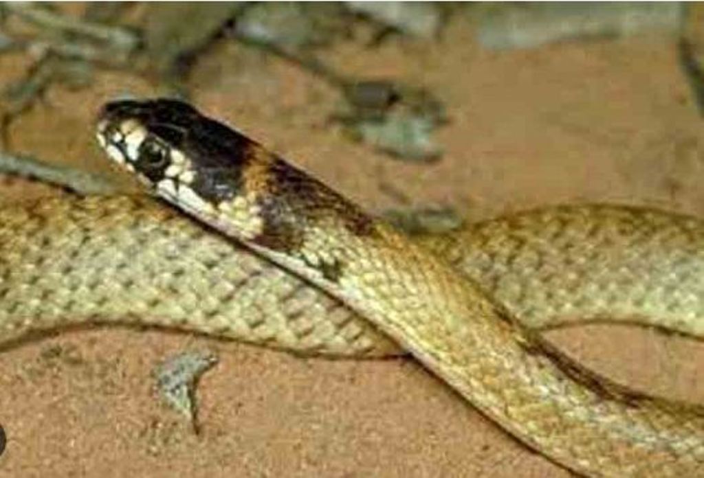 இரு சக்கர வாகனத்தில் புகுந்த பாம்பு..! – Kuttram Kuttrame